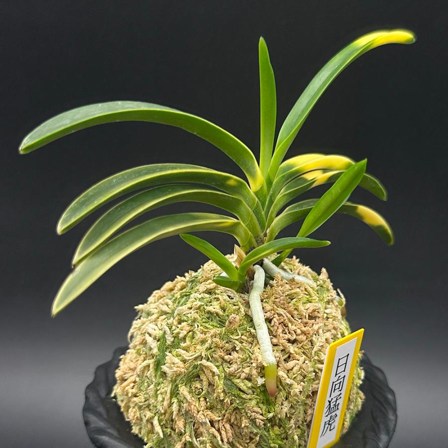 富貴蘭 風蘭 蘭 日向猛虎 ヒュウガモウコ 3本立 現品 t760 フウキラン フウラン 送料無料 : OKABE GREEN JewelryPlant - 通販 - Yahoo!ショッピング