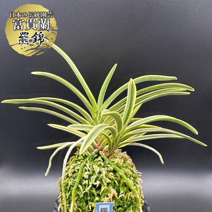 富貴蘭 羆錦 ひぐまにしき 現品 3本立 fu-t80 フウキラン フウラン 送料無料 風蘭 : OKABE GREEN JewelryPlant - 通販 - Yahoo!ショッピング