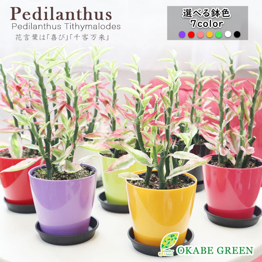 観葉植物 おしゃれ 室内 ペディランサス 銀竜 カラー 観葉植物 おしゃれ 室内 ペディランサス 銀竜 カラー