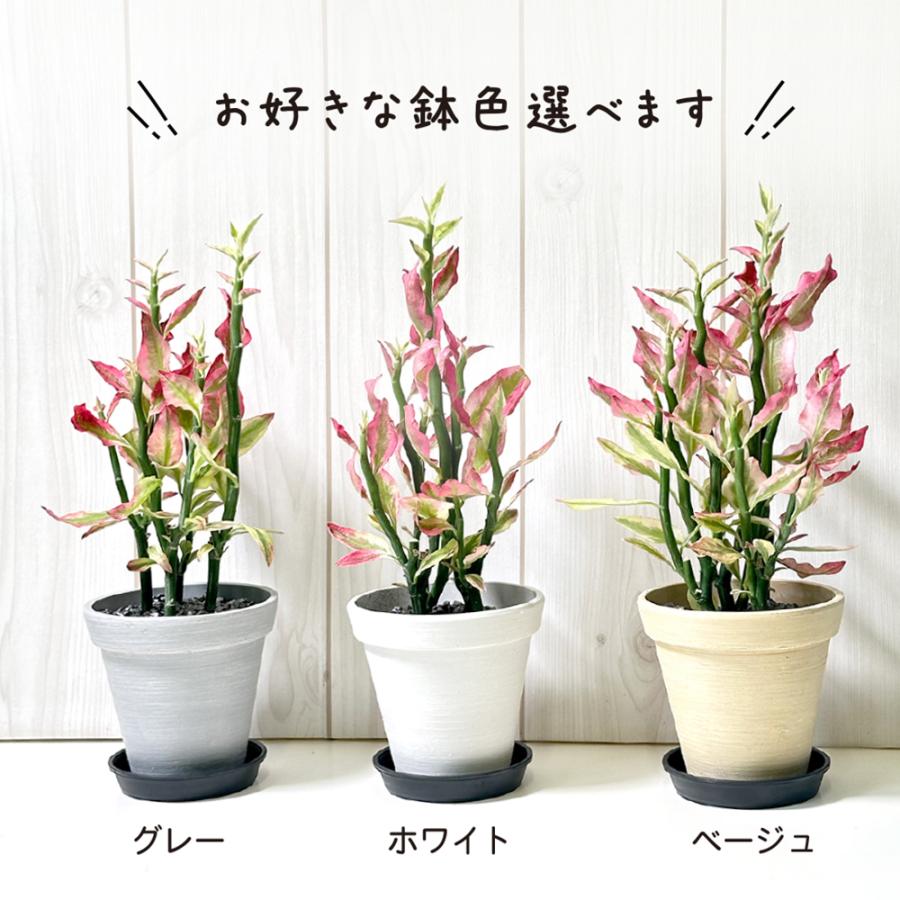 観葉植物 ペディランサス 銀竜 4号 選べる エコポット鉢 ラッピング無料 受皿付 黒デコジャリ小付 商売繁盛 お祝い 人気 プレゼント ギフト 誕生日 送料無料 黒2 : OKABE ...