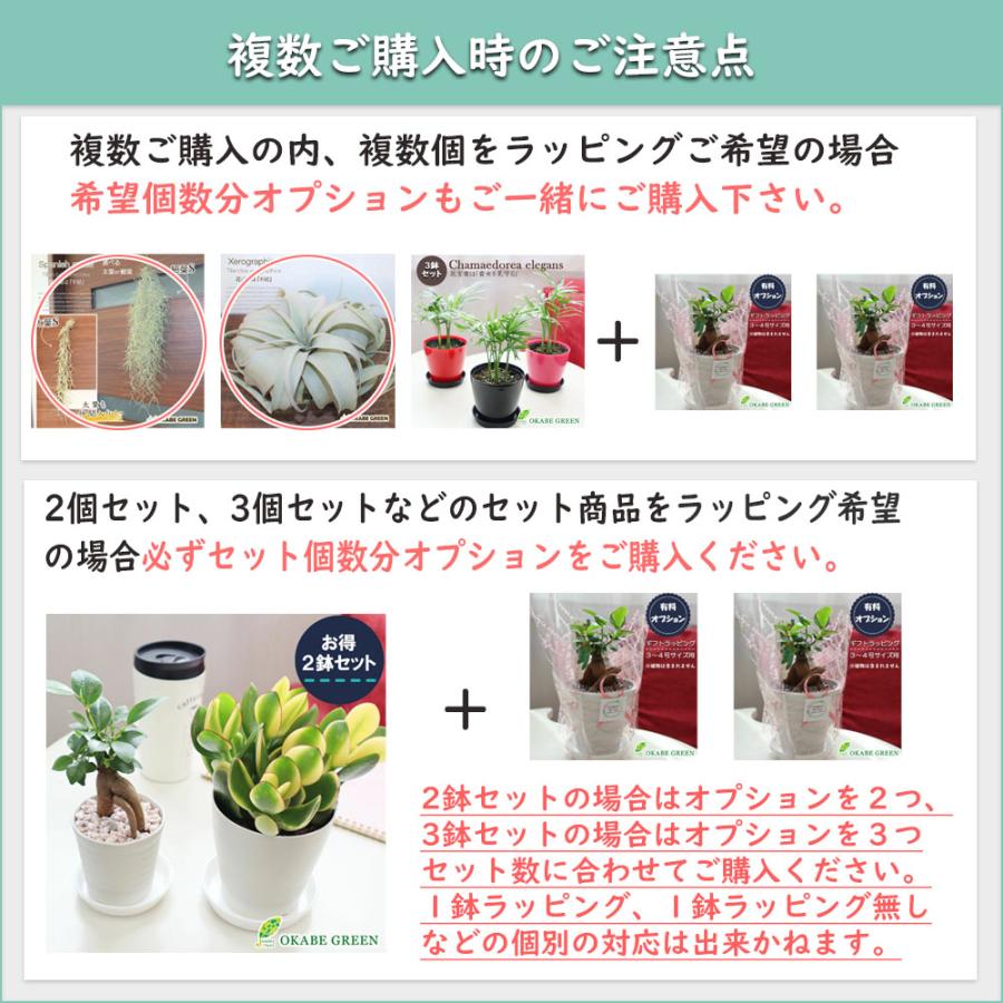 有料ラッピングサービス 3〜4号鉢用 ミニ ラッピング 包装 贈り物 誕生日 ギフト プレゼント 御祝 お祝い オプション : OKABE GREEN JewelryPlant - 通販 ...