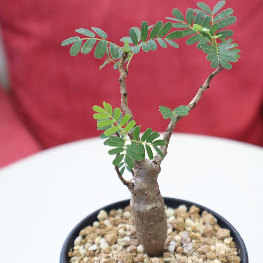 希少品種 観葉植物 おしゃれ センナ メリディオナリス 現品 3号 希少品種 観葉植物 おしゃれ センナ メリディオナリス 現品 3号