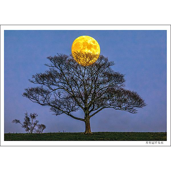 月を冠する木 : 24n-034 : 丘のうえの小さな写真館 - 通販 - Yahoo!ショッピング