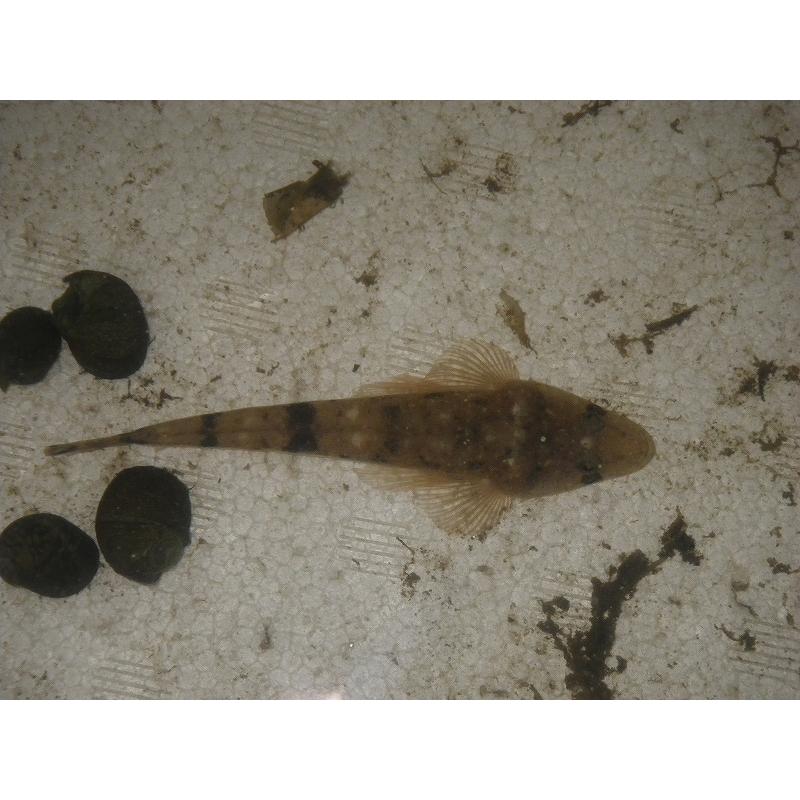 ☆OKATAN☆マゴチ : bc-magoti : OKATAN - 通販 - Yahoo!ショッピング