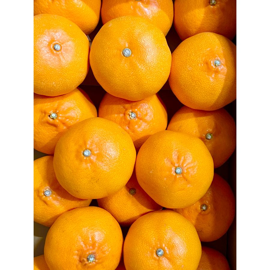 愛媛県西宇和産 【せとか】ご家庭用 【2L〜5L】 5kg 柑橘の大トロ みかん : 新鮮・愛媛 おかちゃん青果 - 通販 - Yahoo!ショッピング