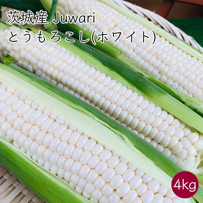 CornLab 茨城 早朝収穫 Juwari とうもろこし ホワイト 約4kg 約8〜11本《産地直送 2024年度 予約受付中 7/20から順次発送》【送料無料 沖縄離島除く クール便 ...