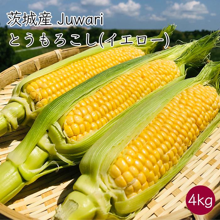 CornLab 茨城 早朝収穫 Juwari とうもろこし イエロー 約4kg 約8〜11本《産地直送 2025年度 6/1から順次発送 発送の目安1〜14日間》【送料無料 沖縄離島除く ...