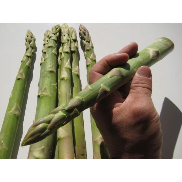 さぬきのめざめ アスパラガス 極太サイズ 2L〜3L 1kg 500g×2束 香川県産 : 瀬戸内の珍味 網元大将 - 通販 - Yahoo!ショッピング