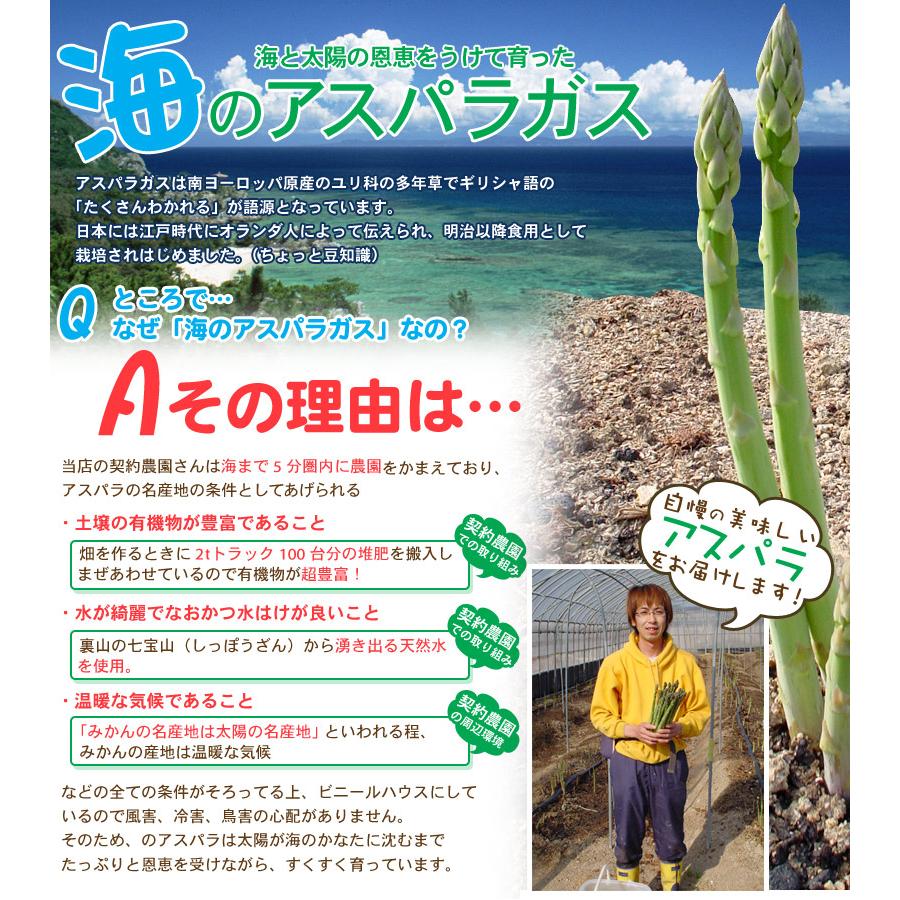 さぬきのめざめ アスパラガス 極太サイズ 2L〜3L 1kg 500g×2束 香川県産 : 瀬戸内の珍味 網元大将 - 通販 - Yahoo!ショッピング