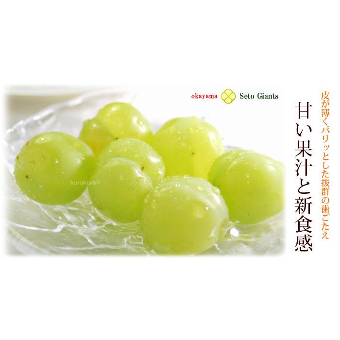瀬戸ジャイアンツ 4L×2房 (約1.2kg) 岡山産 秀品 せとじゃいあんつ ぶどう ブドウ 葡萄 皮ごと 種無し seto giants 食品 フルーツ 果物 ブドウ ギフト 贈答 :fi ...