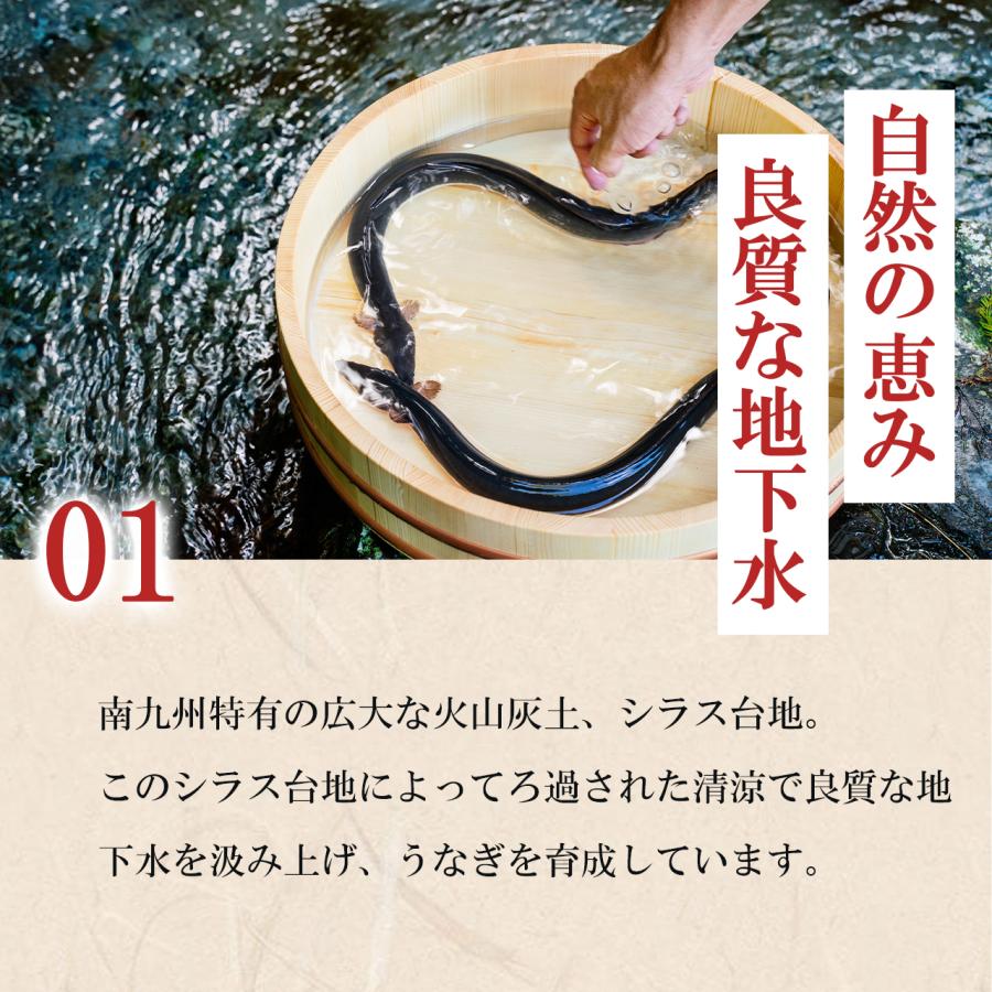 大楠うなぎ 蒲焼き 150g〜160g 3尾 国産 鹿児島県産 鰻 お祝い ギフト 贈り物 送料無料 化粧箱入り タレ 山椒 : うなぎの大楠 - 通販 - Yahoo!ショッピング