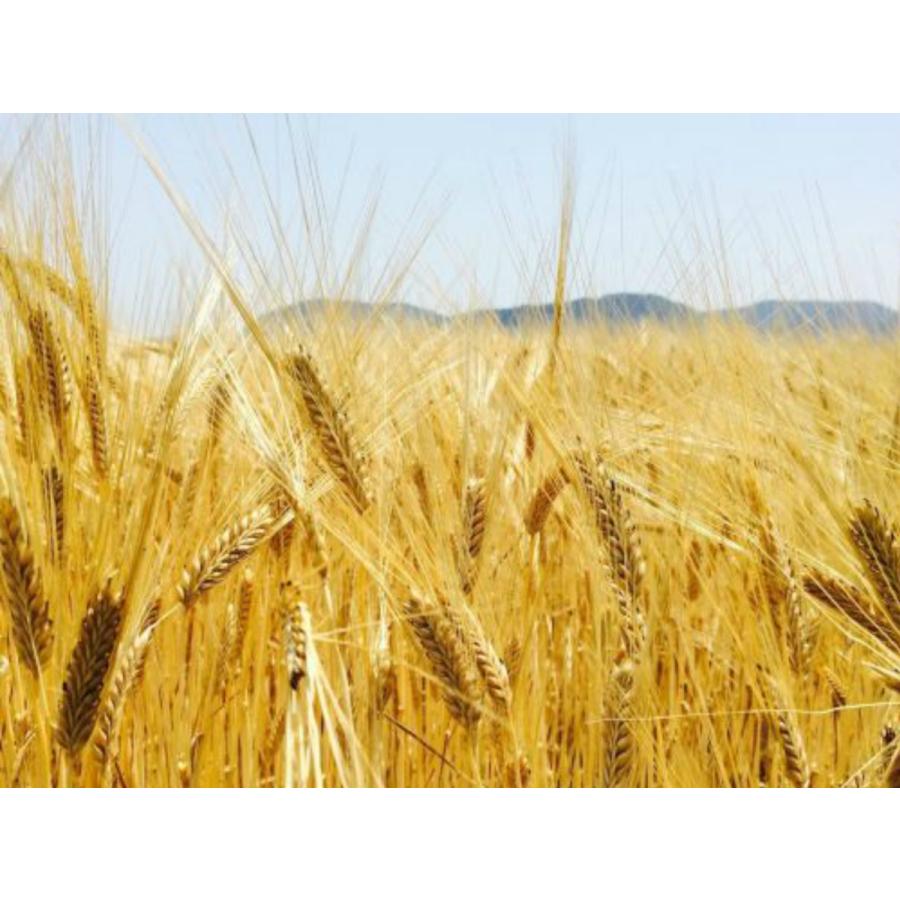 『529』/720ml/本格麦焼酎/20度（箱付） : 大島酒造株式会社 - 通販 - Yahoo!ショッピング