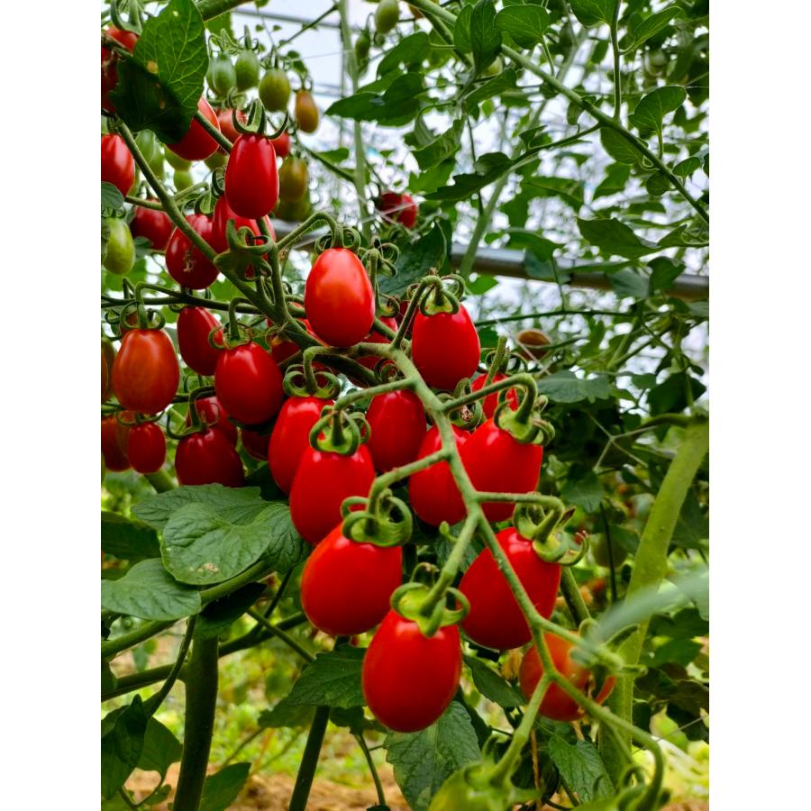 【今だけ送料無料】オーガニックエコフェスタ最優秀賞受賞トマト・無農薬・無肥料、ミニトマト・ロッソナポリタン・1kg、有機、お中元 : OT-SELECTヤフー店 - 通販 - Yahoo!ショッピング