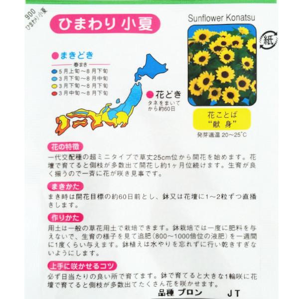 ひまわり 小夏【アタリヤ】【ネコポス発送可(10個まで/メール ひまわり 小夏【アタリヤ】【ネコポス発送可(10個まで/メール