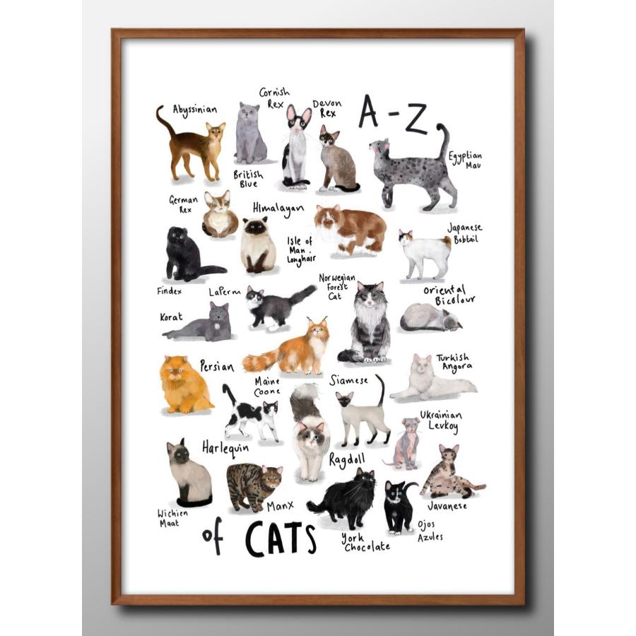 ポスター 猫 ネコ 図鑑 品種 CAT 北欧 絵画 インテリア A3サイズ アート 新築祝い ギフト 模様替え 管理ID:14462 : お家で美術館 - 通販 - Yahoo!ショッピング