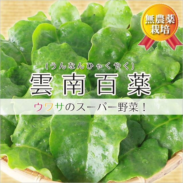 有機JAS・雲南百薬 おかわかめ 3kg : 琉球マルシェ - 通販 - Yahoo!ショッピング