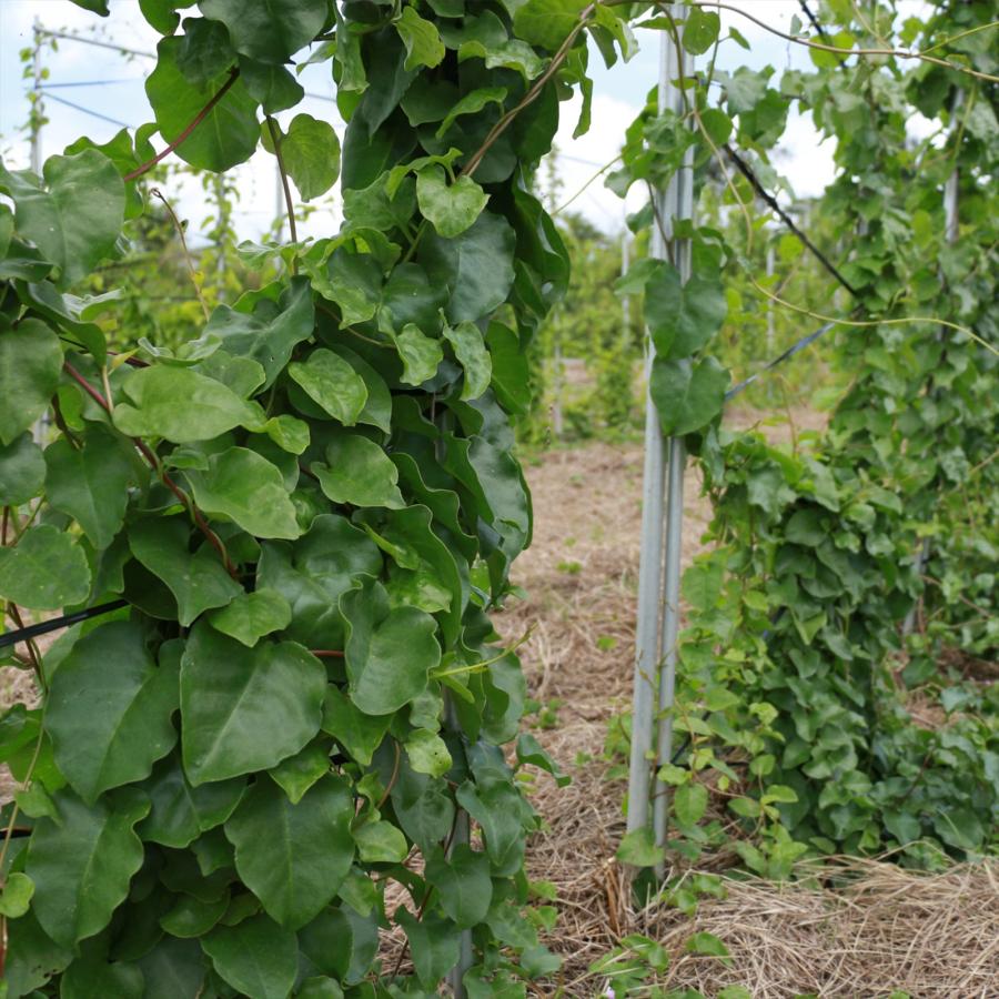 有機JAS・雲南百薬 おかわかめ 3kg : 琉球マルシェ - 通販 - Yahoo!ショッピング