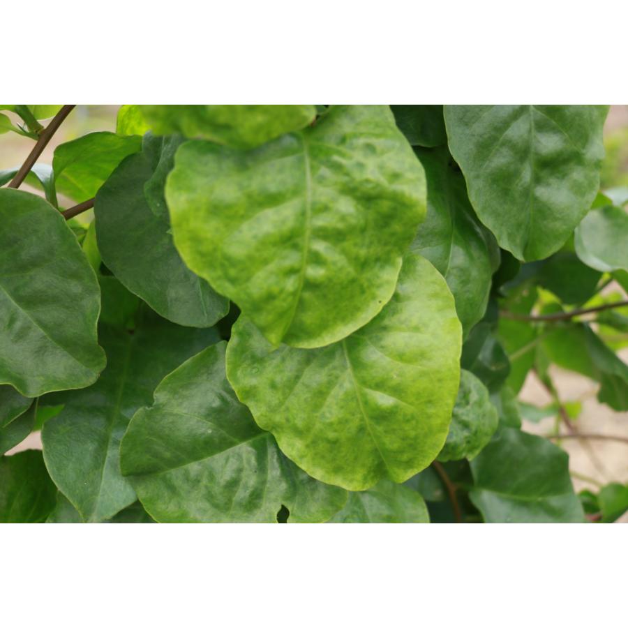 有機JAS・雲南百薬 おかわかめ 3kg :un3kg:琉球マルシェ - 通販 - Yahoo!ショッピング