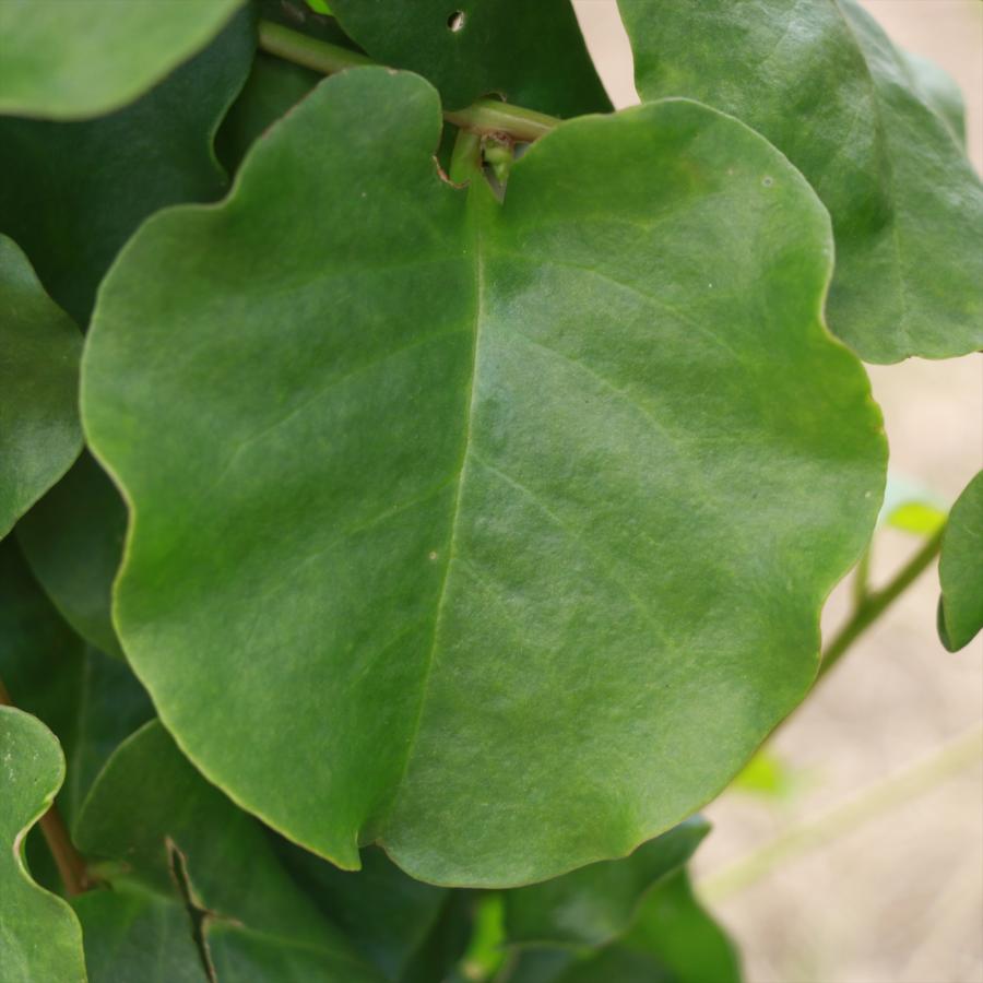 有機JAS・雲南百薬 おかわかめ 3kg : 琉球マルシェ - 通販 - Yahoo!ショッピング