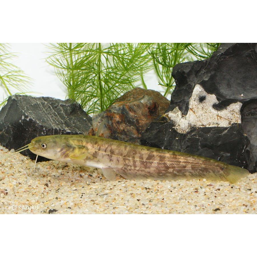 日本ナマズ（S） 1匹 在庫無し : 未来アクアリウムヤフー店 - 通販 - Yahoo!ショッピング