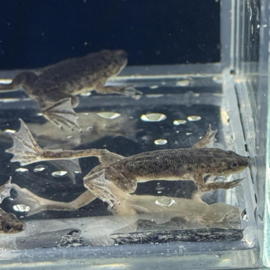 ヒメツメガエル 2月新入荷商品 202502 インドネシア便 掘り出し物 【淡水魚】【熱帯魚】【観賞魚】 : 820202 : 未来 ...