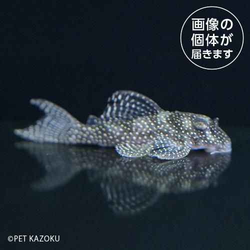 20240924_24aHypancistrus SP L262（ブリード）HPS02 「熱帯魚」「観賞魚」「淡水魚」 お値引き前価格 ...