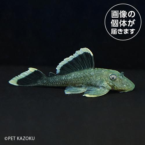20250224_39aオレンジフィンブラックプレコ（シングー）OFB03 3月新入荷商品 【熱帯魚】【観賞魚】【淡水魚】 202503 : 未来アクアリウムヤフー店 - 通販 - Yahoo ...