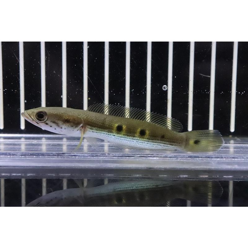 淡水魚】激安 タイガーフラワートーマン(オセレイトスネーク 淡水魚】激安 タイガーフラワートーマン(オセレイトスネーク