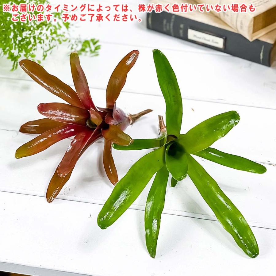 PLANCHU 観葉植物 ネオレゲリア ファイヤーボール 1株 育て方説明書付き Neoregelia ‘Fireball’ ブロメリア タンクブ :200880:プランチュ Yahoo!店 ...