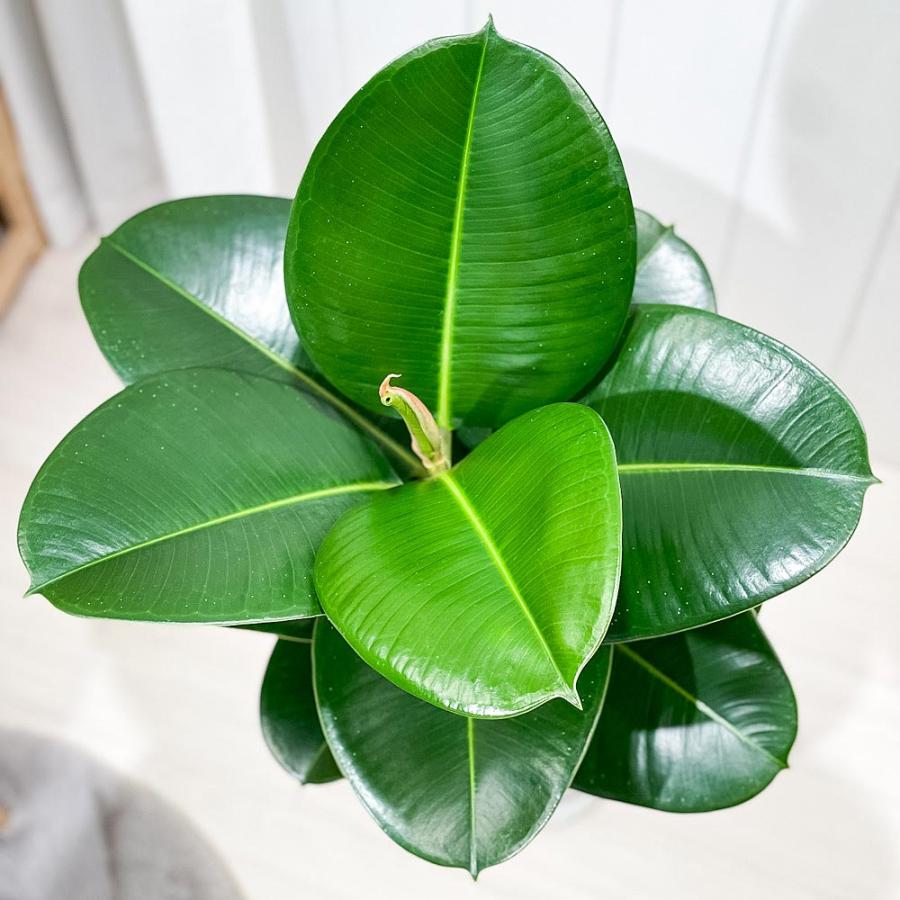 PLANCHU 観葉植物 フィカス ソフィア ストレート 6号鉢 受け皿付き 育て方説明書付き Ficus elastica ‘Sofia ...