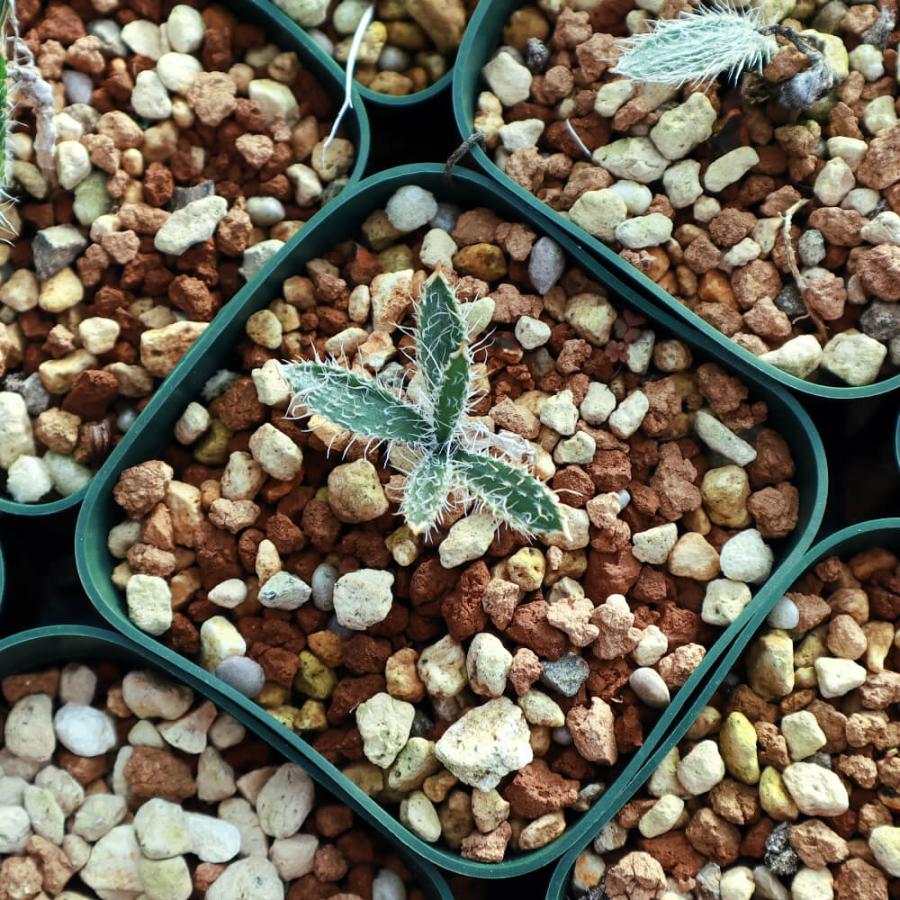 【植物】鉢植 ゲチリス・セトーサ【希少】 Gethyllis setosa : プラント ブラザーズ - 通販 - Yahoo!ショッピング