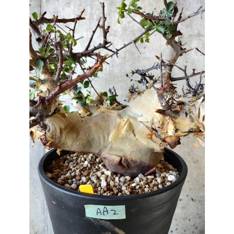 【植物】コミフォラ・カタフ・ターカネンシス 発根済み【AA2】 Commiphora kataf turkanensis : プラント ...