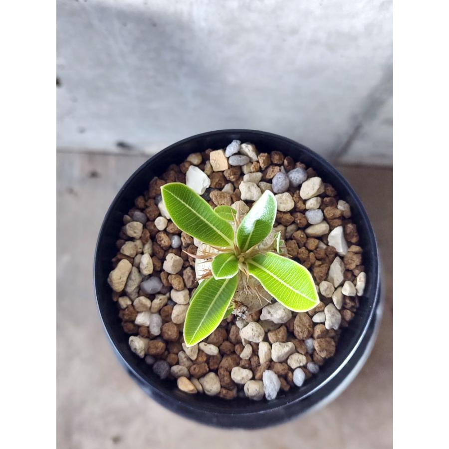【植物】パキポディウム・エニグマチカム【C19】 Pachypodium enigmaticum :plants220715c19:プラント ブラザーズ - 通販 - Yahoo!ショッピング