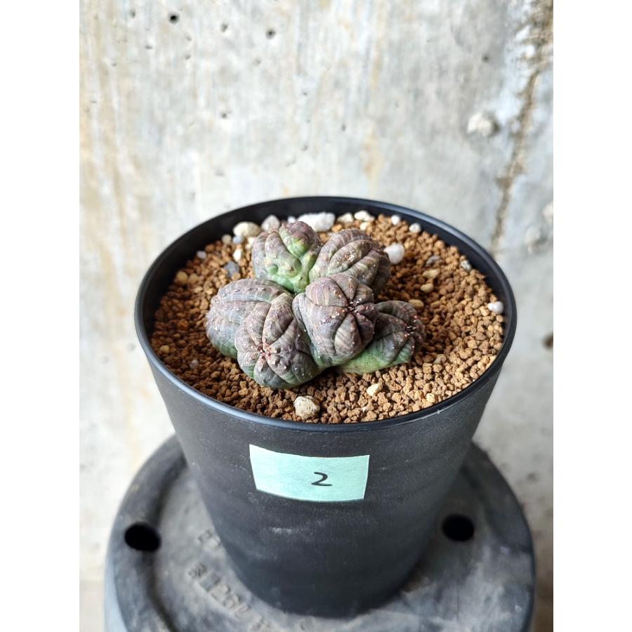 【植物】ユーフォルビア・オベサ 多頭【E2】 Euphorbia obesa : プラント ブラザーズ - 通販 - Yahoo!ショッピング
