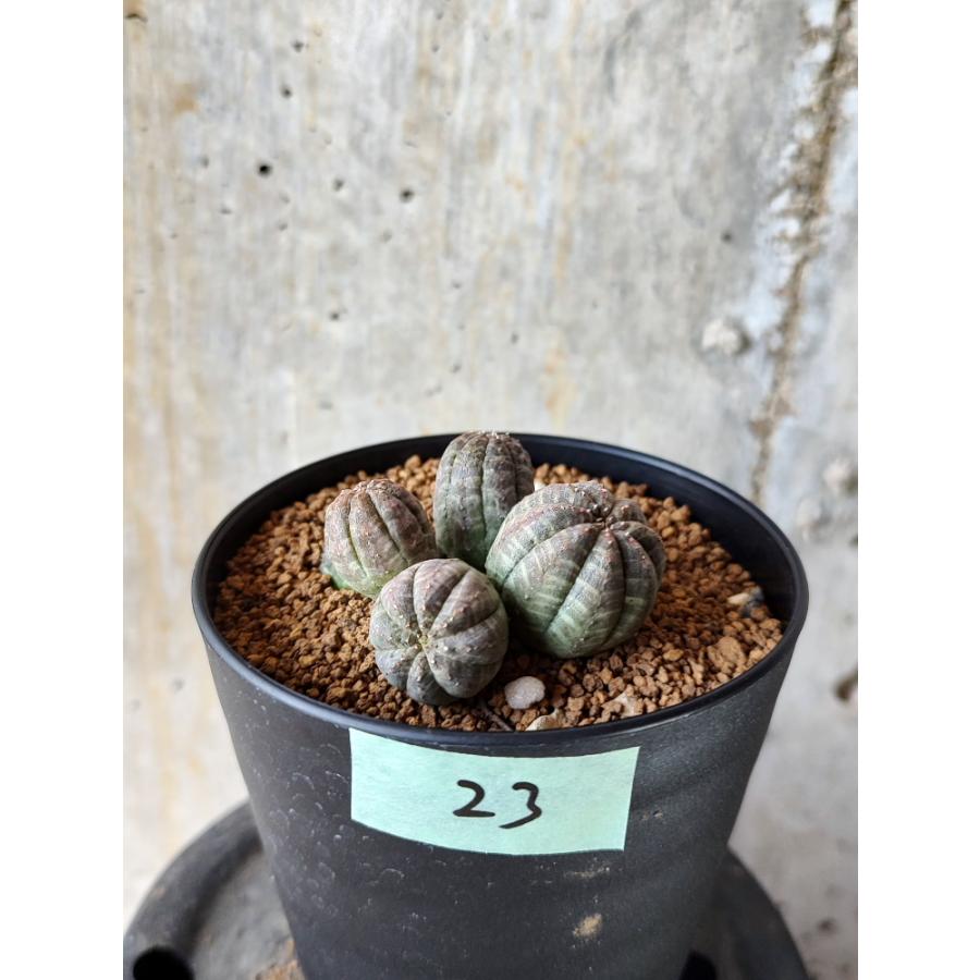 【植物】ユーフォルビア・オベサ 多頭【E23】 Euphorbia obesa : プラント ブラザーズ - 通販 - Yahoo!ショッピング