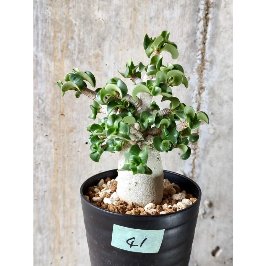 【植物】アデニウム・DHA 葉巻【E41】 Adenium DHA : プラント ブラザーズ - 通販 - Yahoo!ショッピング