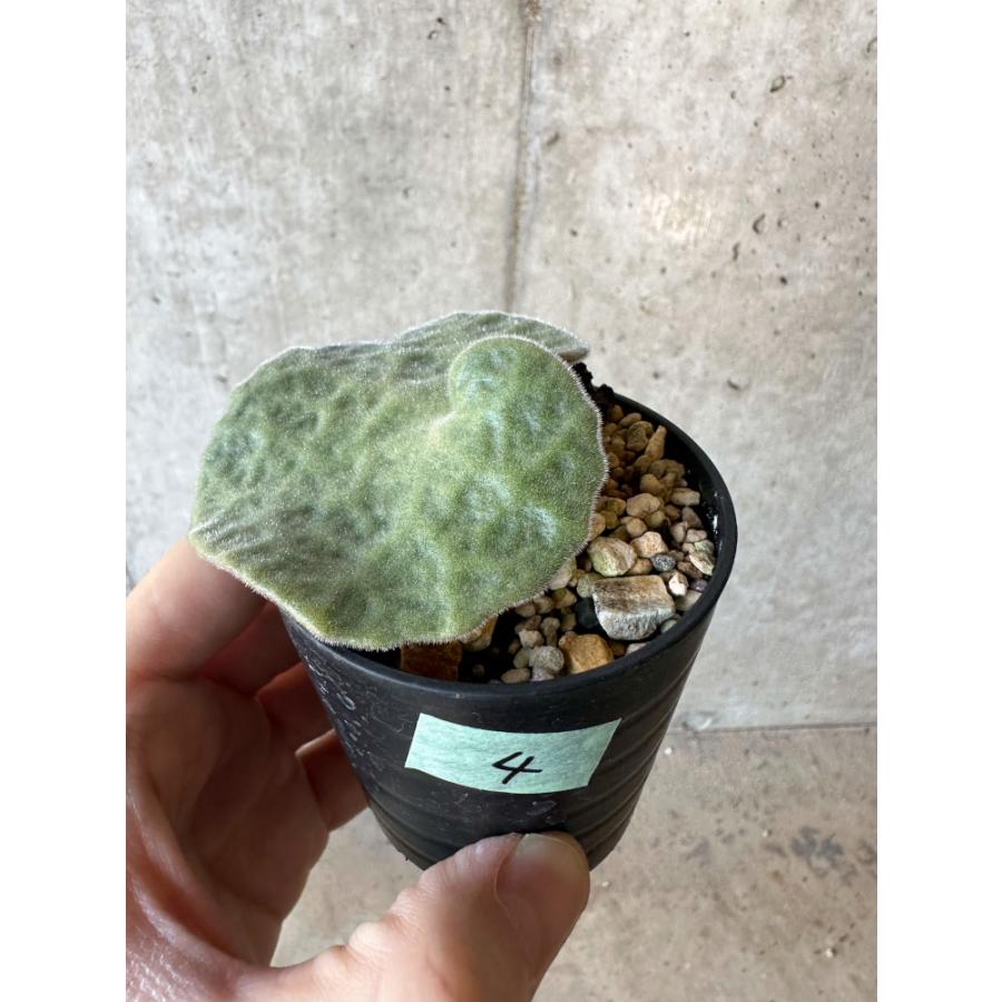 【現品限り】チレコドン・シングラリス【B4】 Tylecodon singularis【植物】塊根植物 冬型 コーデックス : プラント ...