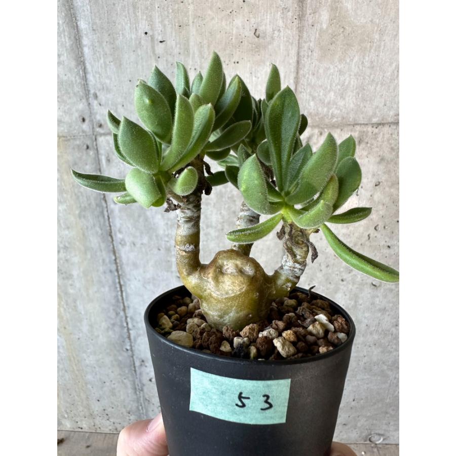 【現品限り】チレコドン・レウコスリクス【B53】 Tylecodon leucothrix【植物】塊根植物 冬型 コーデックス : プラント ...