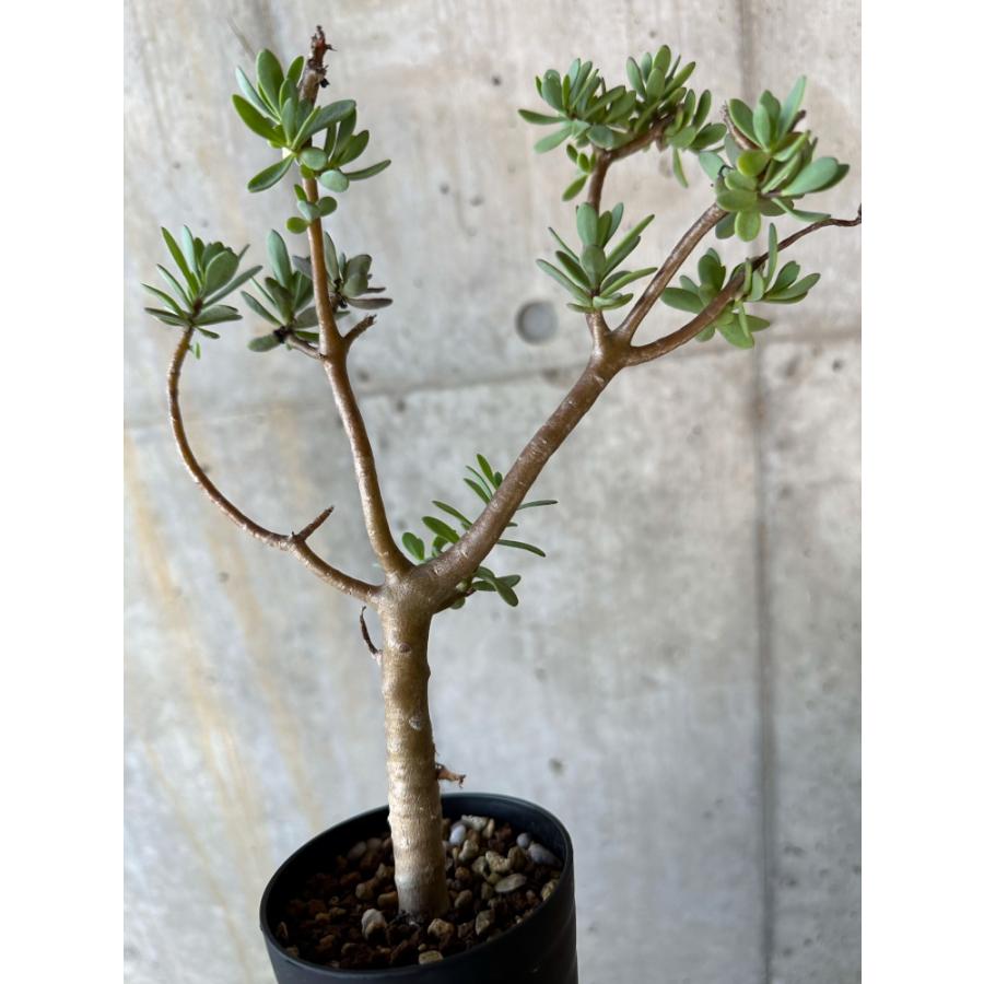 【現品限り】オトンナ・アルブスクラ【B67】 Othonna arbuscula【植物】塊根植物 冬型 コーデックス : プラント ブラザーズ - 通販 - Yahoo!ショッピング