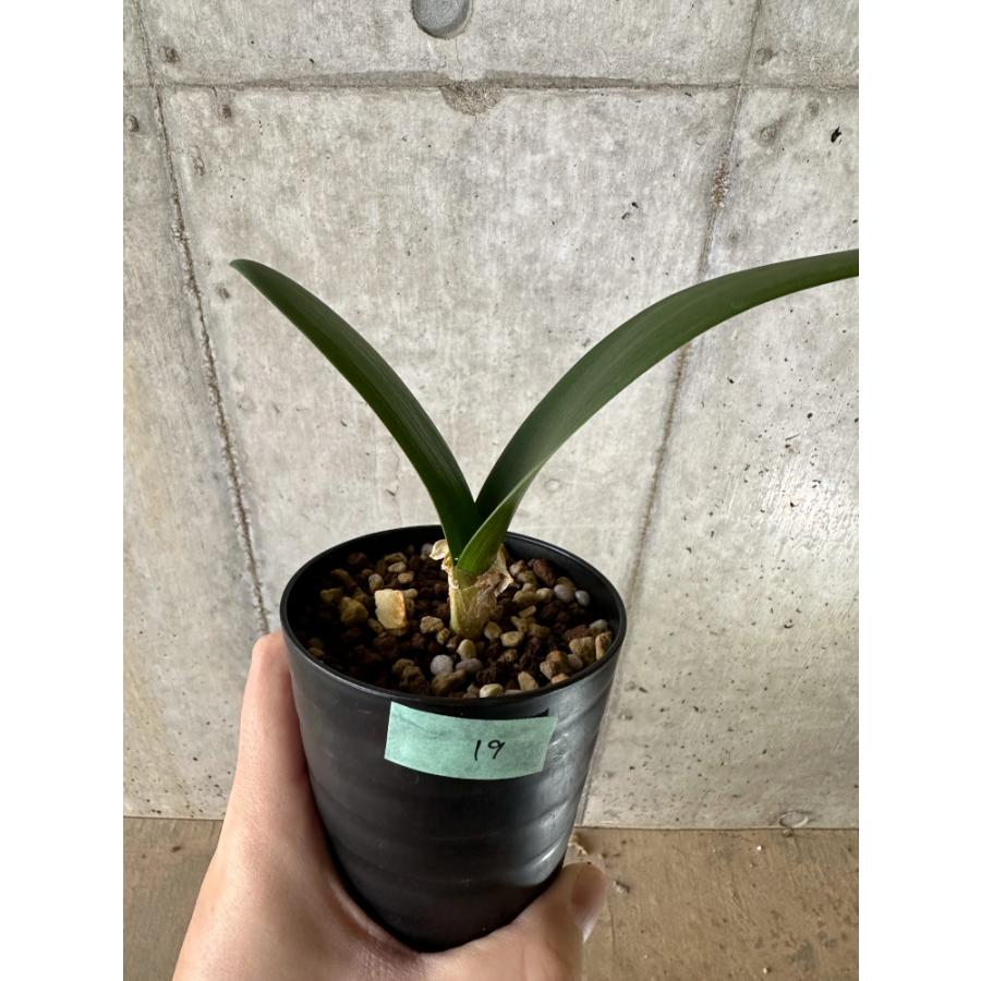 【現品限り】ブルンスビギア・ボスマニアエ【C19】 Brunsvigia bosmaniae【植物】塊根植物 冬型 コーデックス : プラント ブラザーズ - 通販 - Yahoo!ショッピング