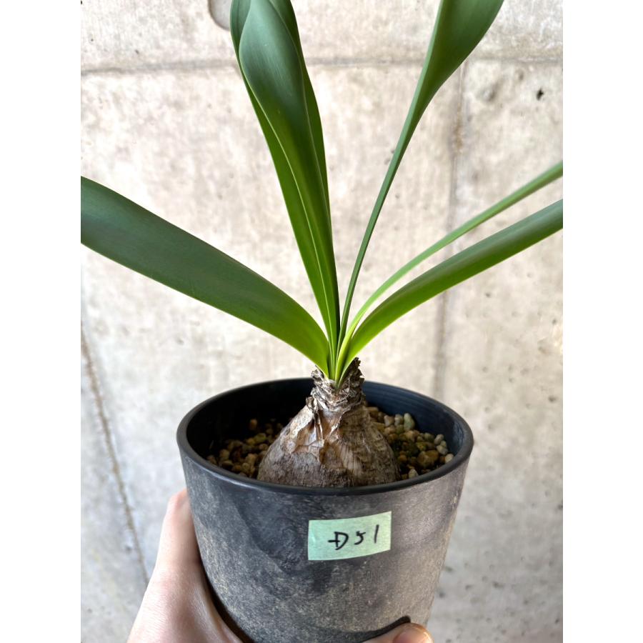 【現品限り】ブルンスヴィギア・グランディフローラ【D51】 Brunsvigia grandiflora【植物】塊根植物 冬型 コーデックス ...