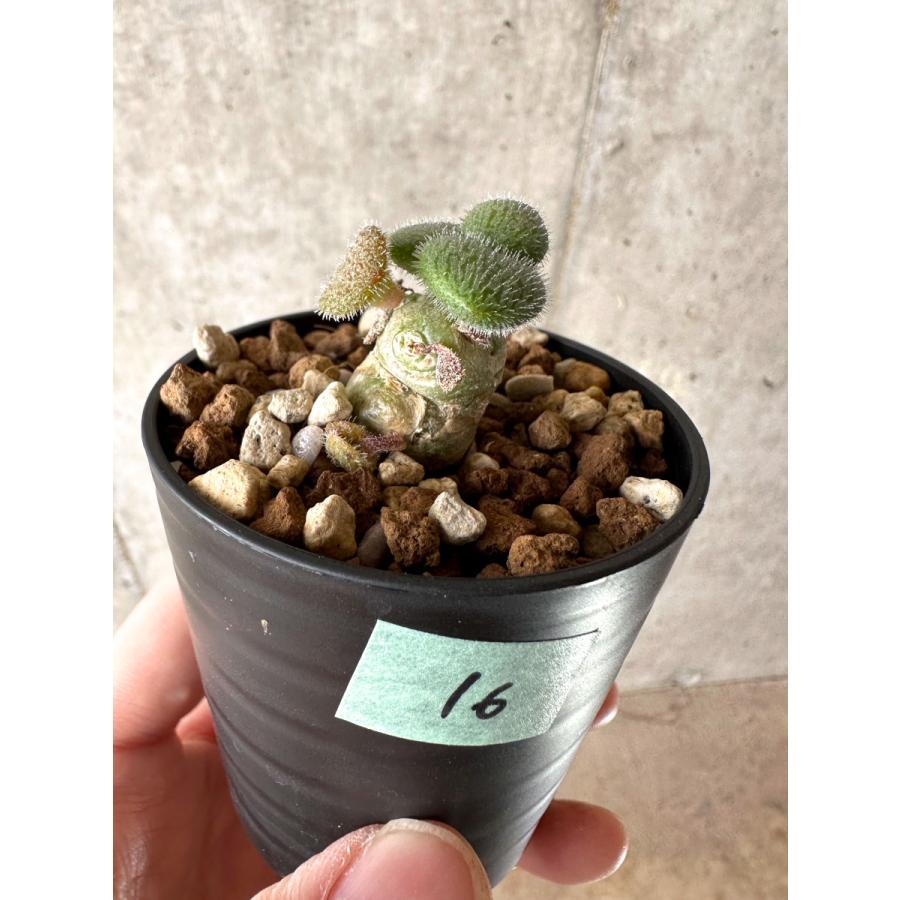 【現品限り】チレコドン・ノルティ【G16】 Tylecodon nolteei【植物】塊根植物 冬型 コーデックス : プラント ブラザーズ ...