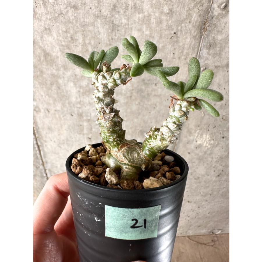 【現品限り】チレコドン・スルフレウス【G21】 Tylecodon sulphureus v sulphureus【植物】塊根植物 冬型 ...