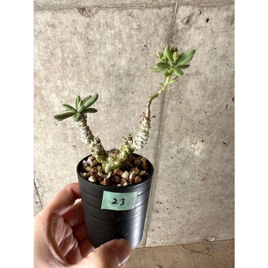 【現品限り】チレコドン・スルフレウス【G23】 Tylecodon sulphureus v sulphureus【植物】塊根植物 冬型 ...