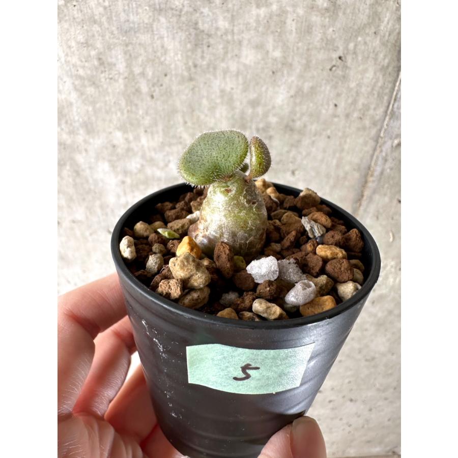 【現品限り】チレコドン・ノルティ【G5】 Tylecodon nolteei【植物】塊根植物 冬型 コーデックス : プラント ブラザーズ ...