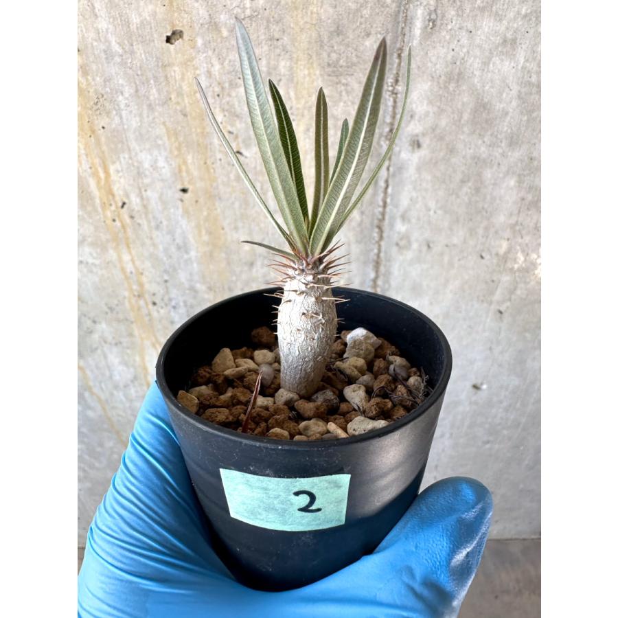 【現品限り】パキポディウム・グラキリス【B2】 Pachypodium gracilius【植物】塊根植物 夏型 コーデックス : プラント ブラザーズ - 通販 - Yahoo!ショッピング