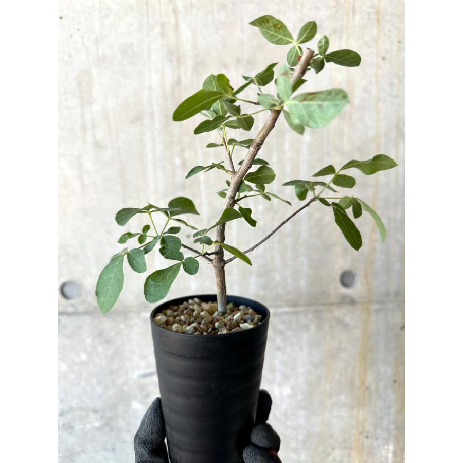 【現品限り】コミフォラ・エデュリス【G53】 Commiphora edulis【植物】塊根植物 夏型 コーデックス ...