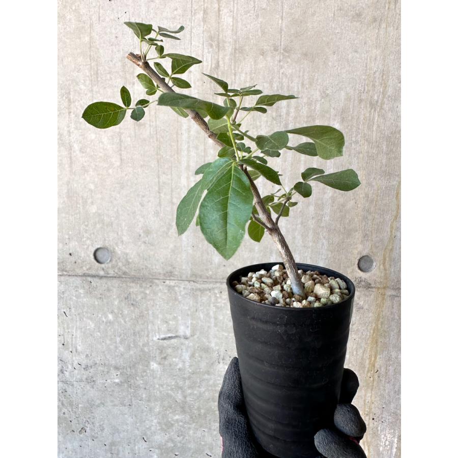 【現品限り】コミフォラ・エデュリス【G53】 Commiphora edulis【植物】塊根植物 夏型 コーデックス ...