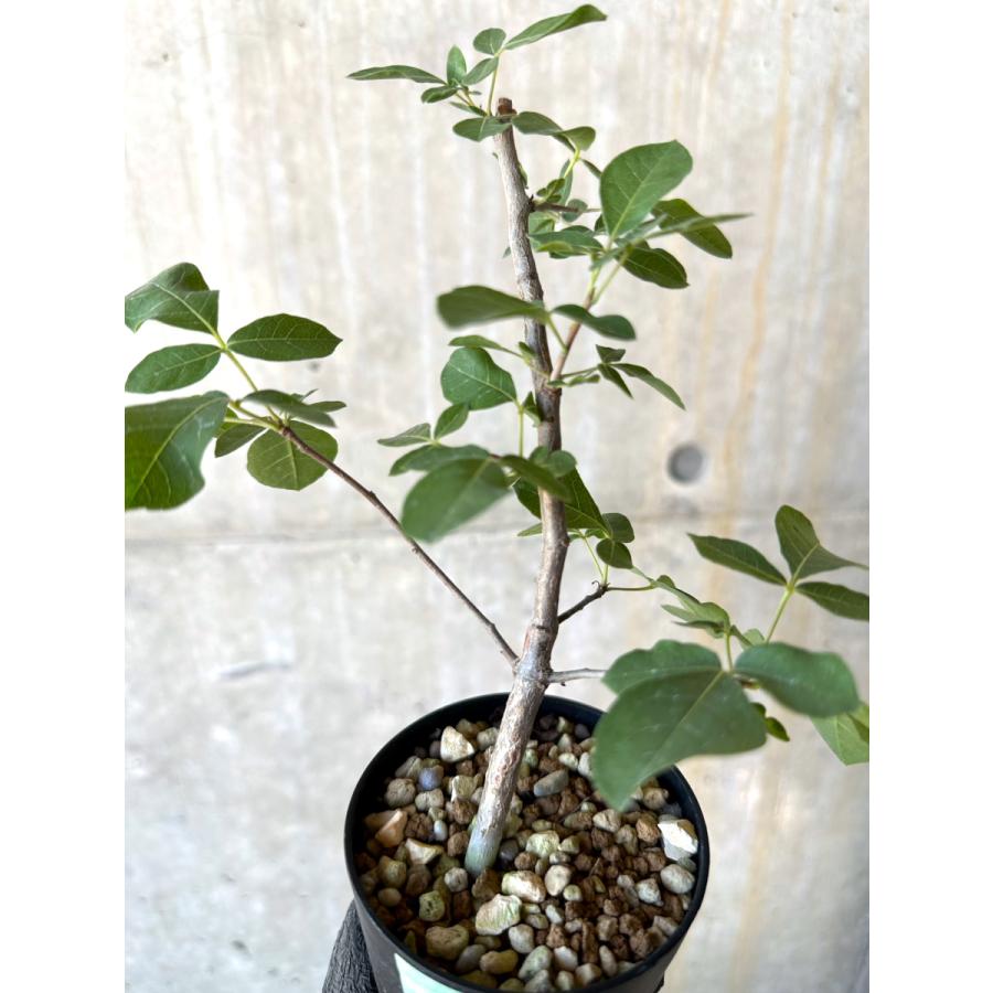 【現品限り】コミフォラ・エデュリス【G53】 Commiphora edulis【植物】塊根植物 夏型 コーデックス ...