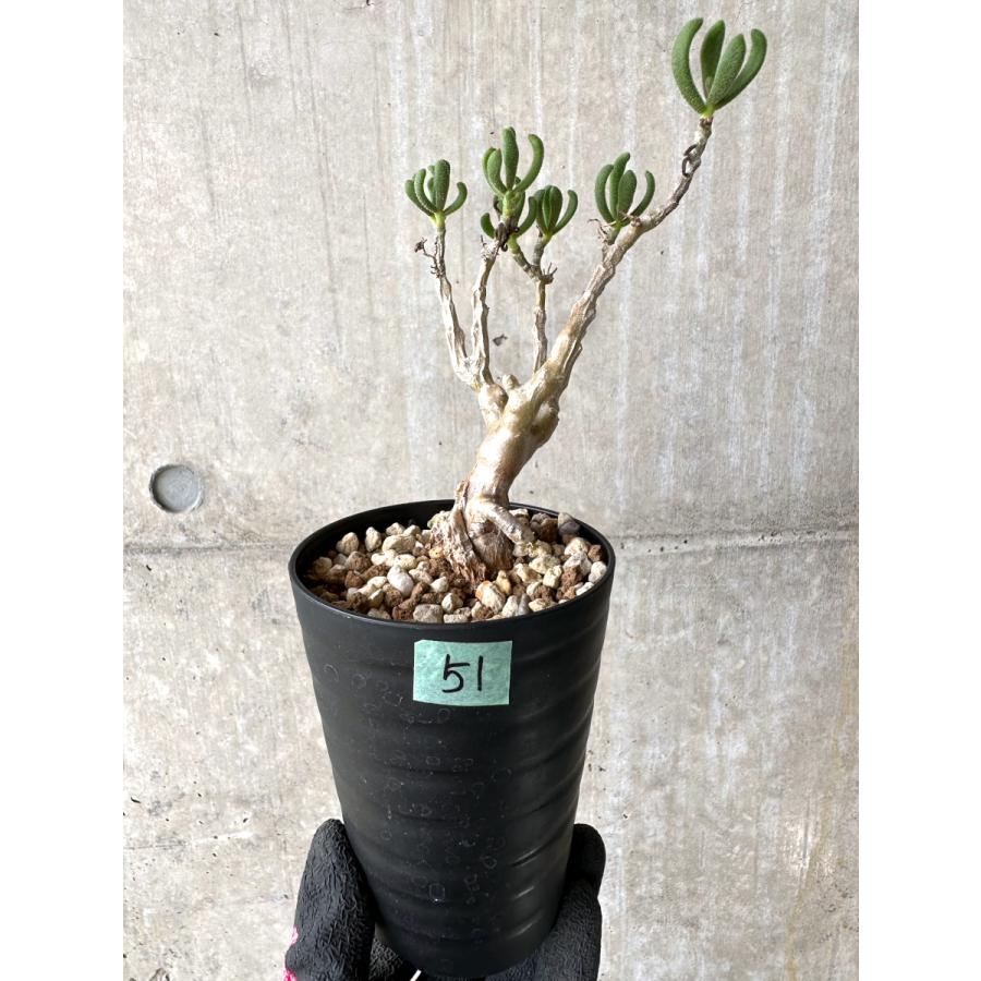 【現品限り】チレコドン・ピグマエウス【L51】 Tylecodon pygmaeus【植物】塊根植物 夏型 コーデックス : プラント ...